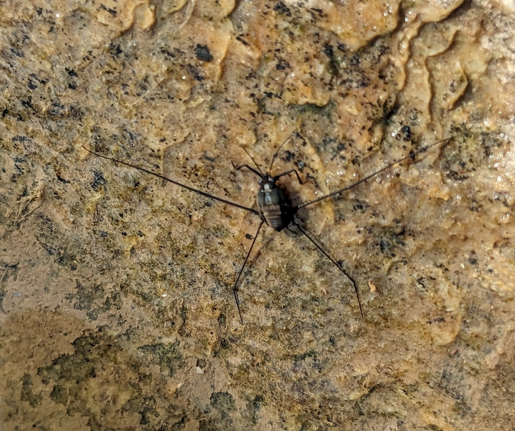 Metrobates hesperius from Washington County, MD, USA on September 9 ...