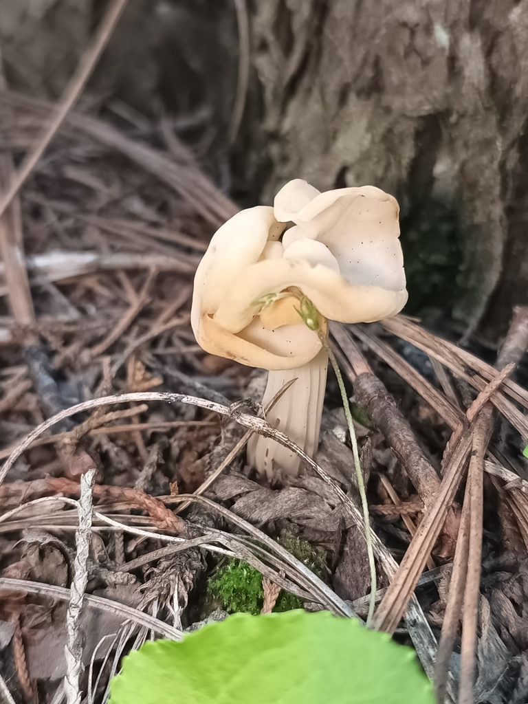 White Saddle from 48544 Jal., México on September 8, 2023 at 01:38 PM ...