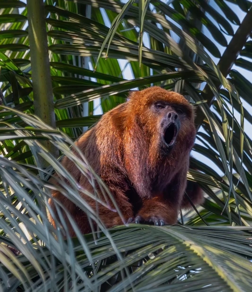 Brown Howler Monkey (Alouatta guariba) - Know Your Mammals