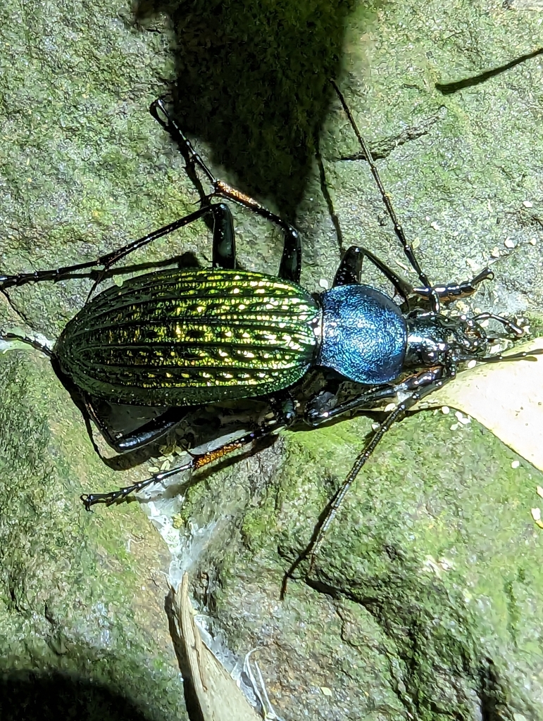Carabus davidis from 中国214223 on September 10, 2023 at 08:05 PM by ...