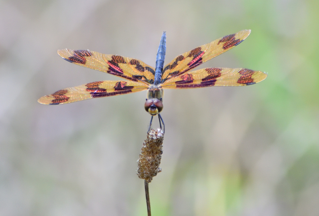 Graphic Flutterer from The Australian Botanic Garden, Narellan Road ...