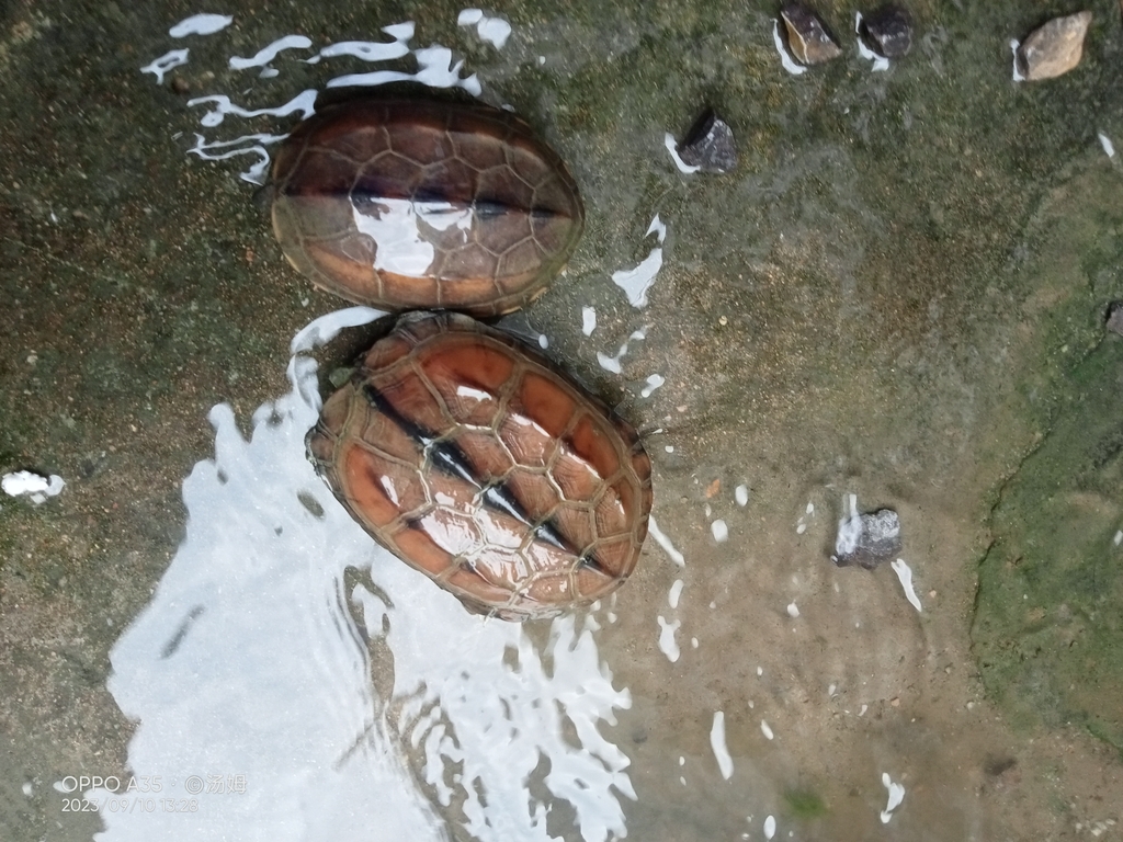 Chinese Pond Turtle in September 2023 by 任子豪 · iNaturalist