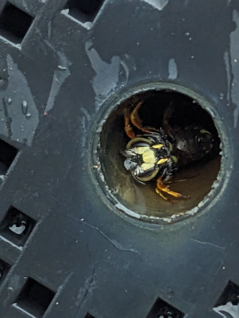 Oblong Woolcarder Bee from North Shore at Clubhouse, Reston, VA 20190 ...