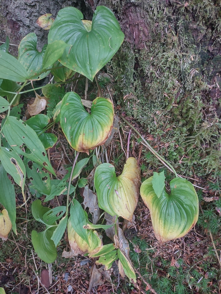 Western Lily of the Valley from sheldon jackson, Sitka, AK, USA on ...
