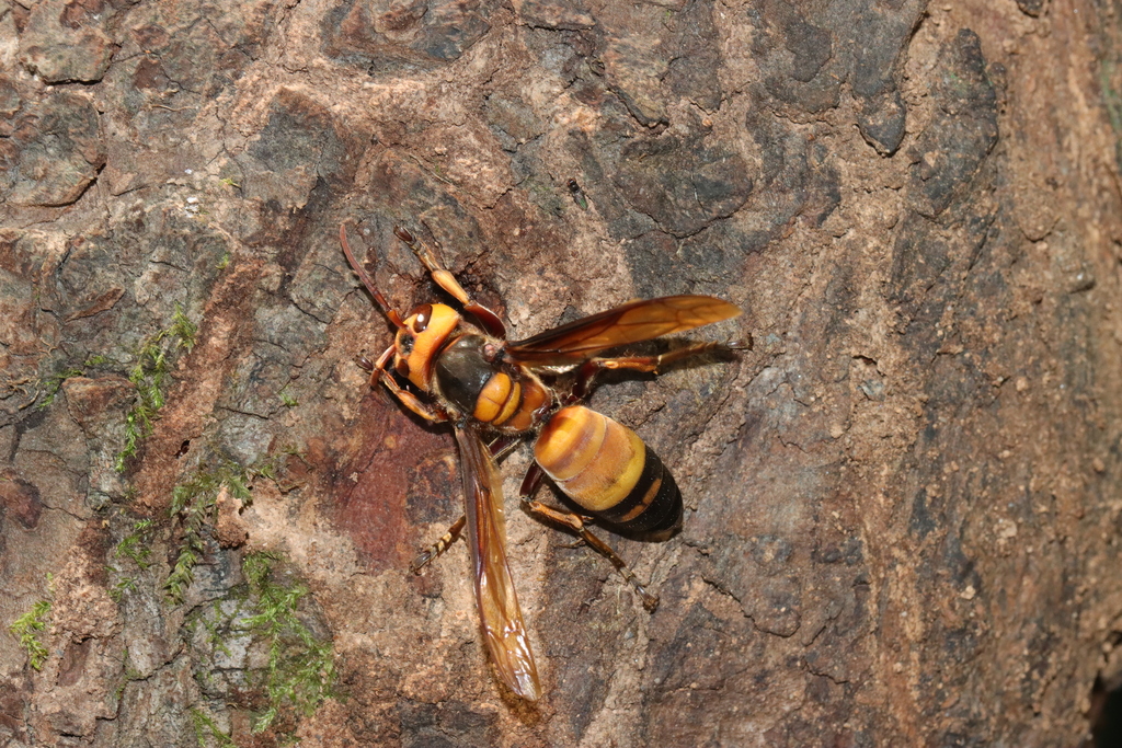Southern Giant Hornet from 中国浙江省杭州市西湖区 on September 10, 2023 at 12:37 ...
