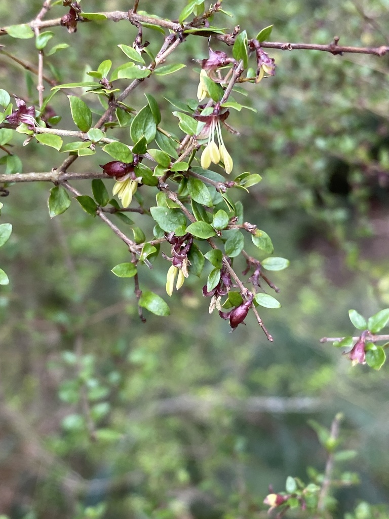 Prickly Currant-Bush in September 2023 by menura · iNaturalist