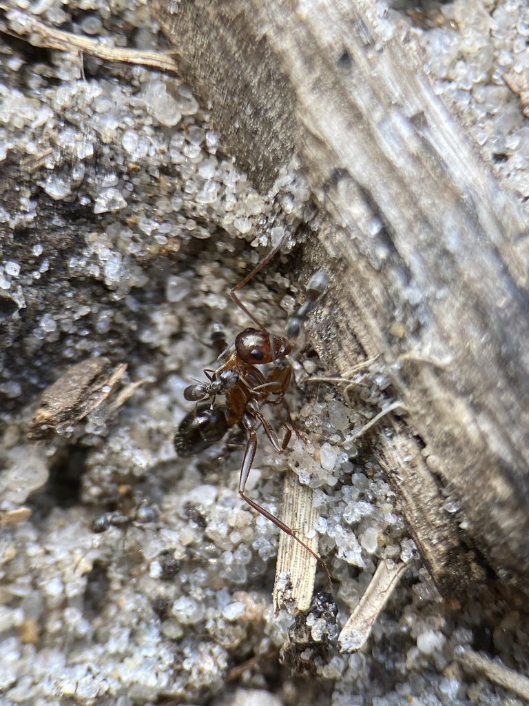 pallidefulva-group Field Ants from Egg Harbor City, NJ, US on August 20 ...