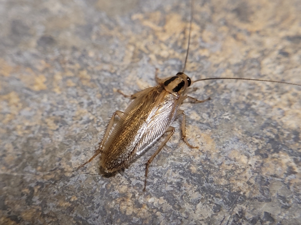 Asian Cockroach from Bexar County, US-TX, US on September 10, 2023 at ...