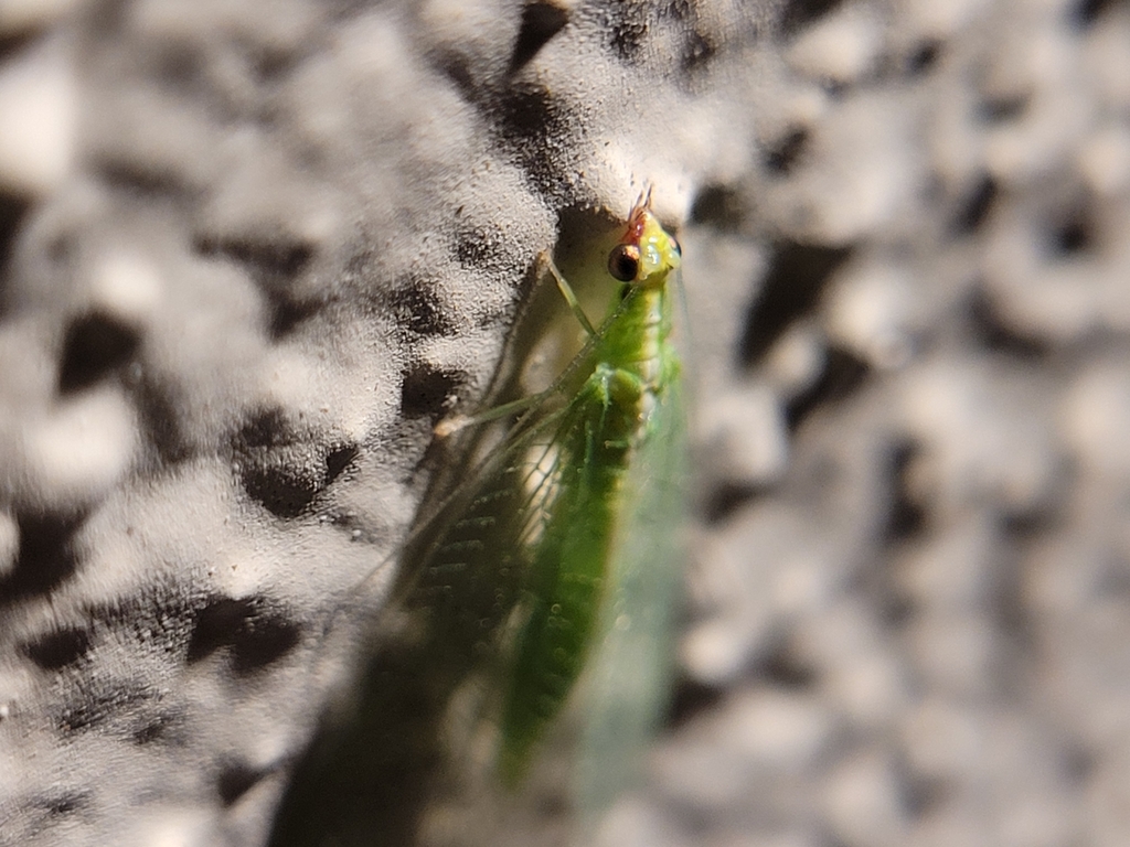 Red-lipped Green Lacewing from Bexar County, US-TX, US on September 10 ...