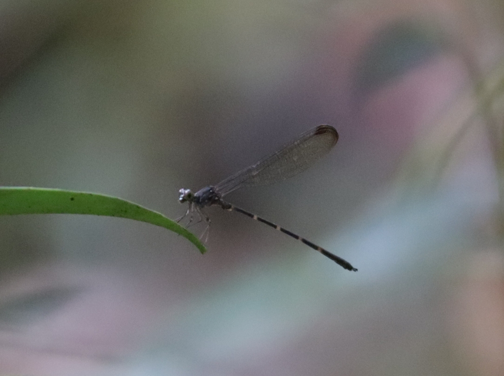 Devadatta from V9XJ+5MF, Tumbang Olong, Uut Murung, Murung Raya Regency ...