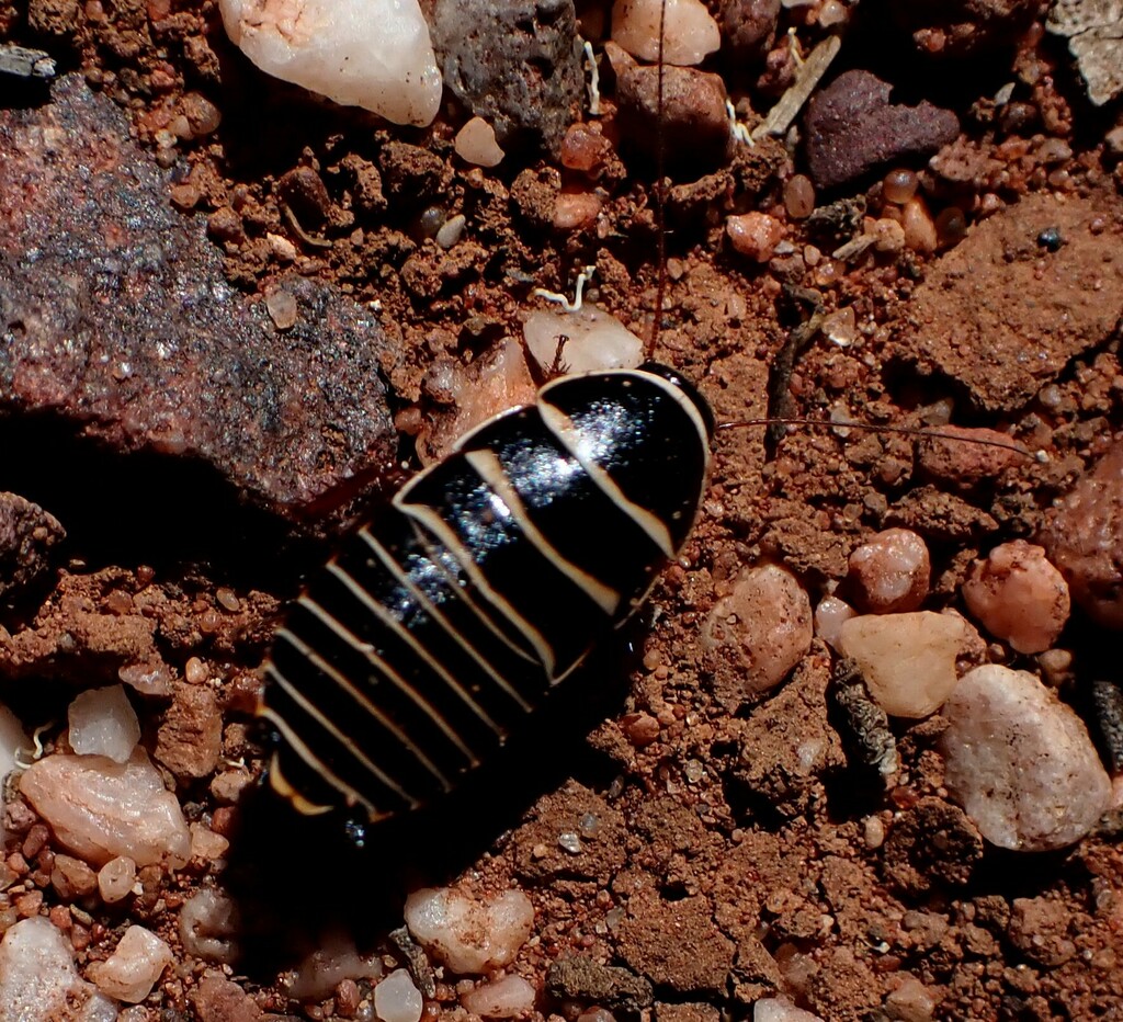 Melanozosteria balteata from Mount Mary SA 5374, Australia on September ...