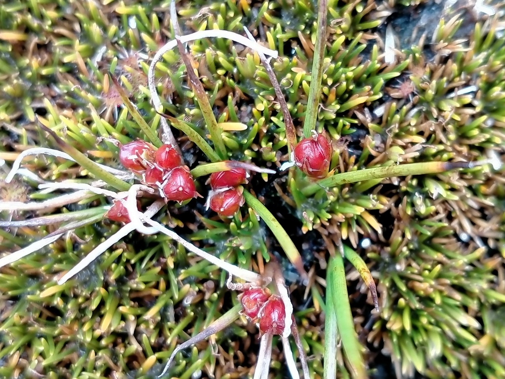 Astelia linearis from Auckland Islands Nature Reserve, Auckland islands ...