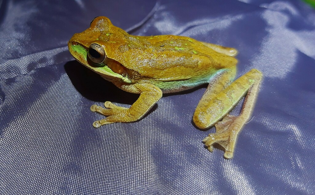 rana arborícola enmascarada (Papa´s Place) · iNaturalist