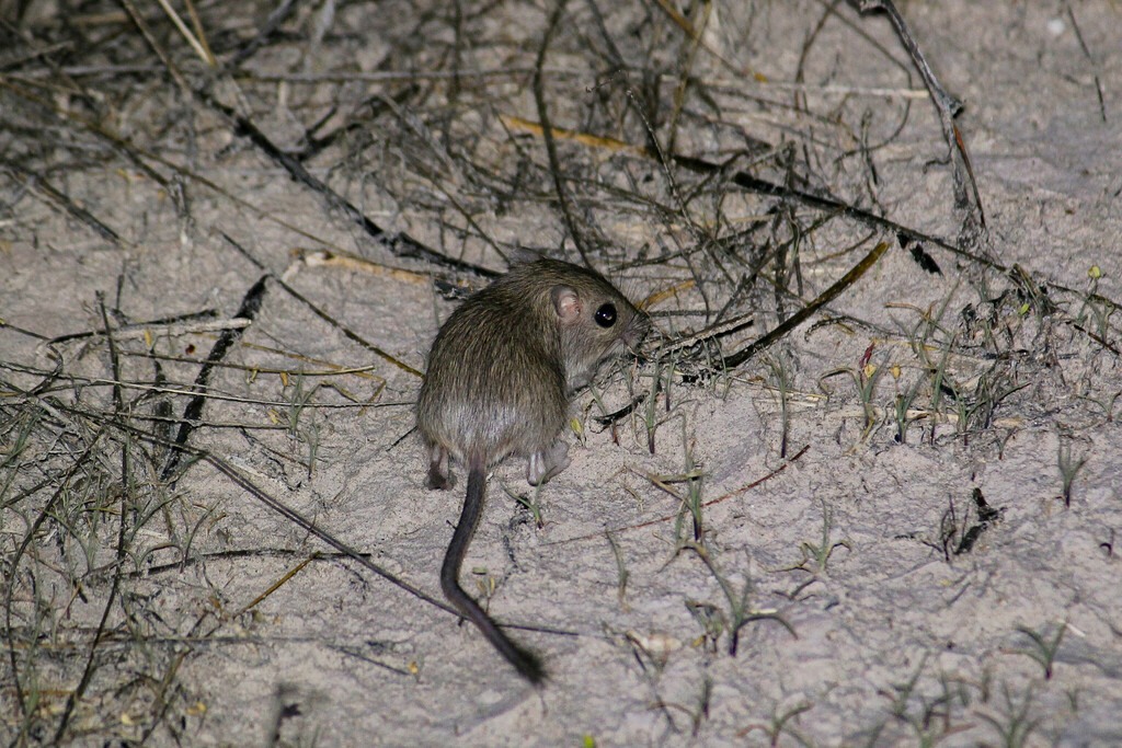 Little Desert Pocket Mouse from Comondú, B.C.S., México on September 6 ...