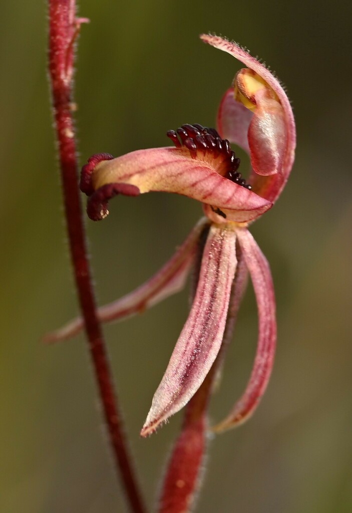 Dwarf zebra orchid from Hyden WA 6359, Australia on September 2, 2022 ...