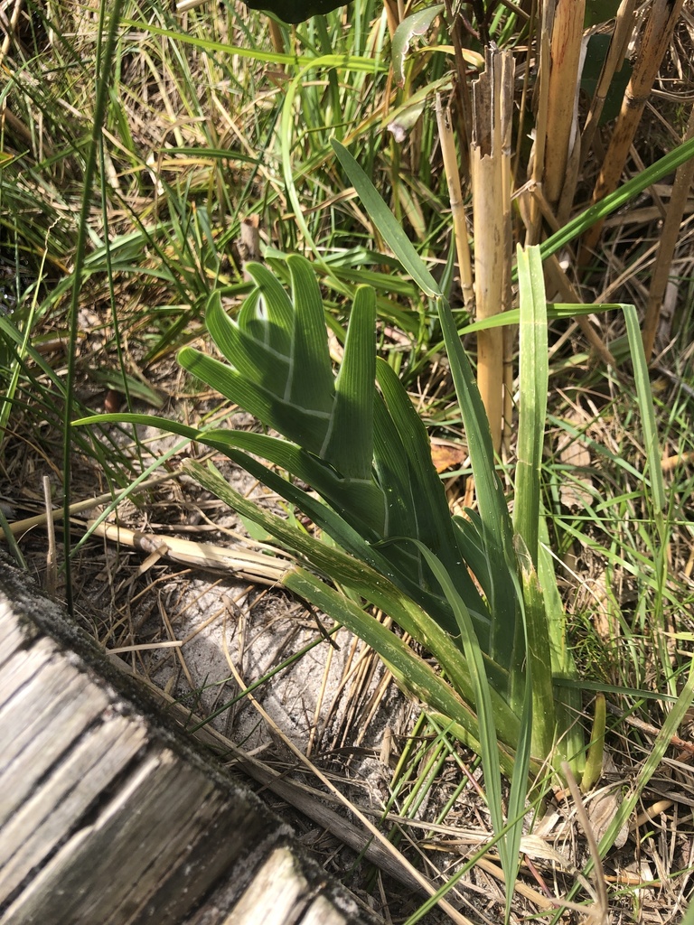 Starfish lily from Overberg, ZA-WC, ZA on September 1, 2023 at 01:32 PM ...