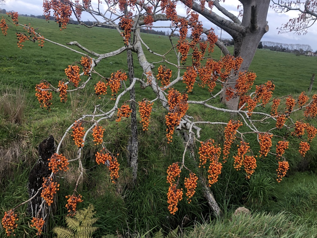 Wonder tree from North Island, Te Aroha, Waikato, NZ on September 11 ...