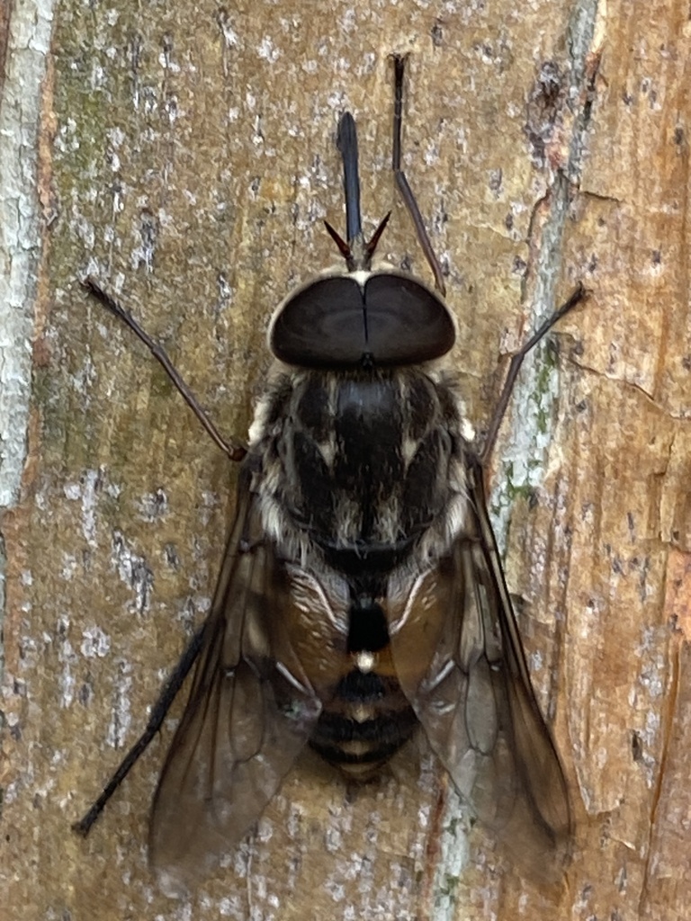 Bush Flies from Sundown National Park, Sundown, QLD, AU on September 11 ...