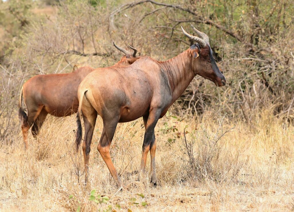 Common Tsessebe in August 2023 by Luca Boscain · iNaturalist