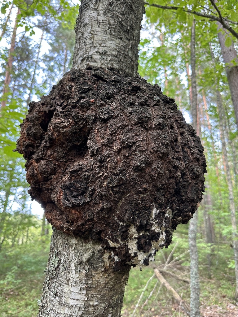 chaga from Rušonas pag., Latgale, LV on September 10, 2023 at 04:57 PM ...