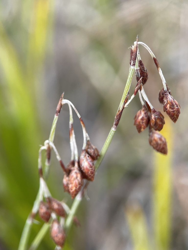 Tassel Rope-rush from Langwarrin Flora & Fauna Reserve, Langwarrin, VIC ...