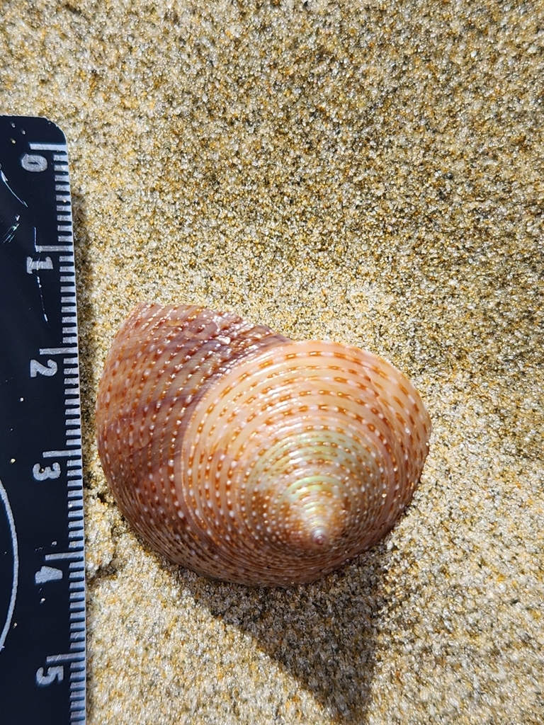 Maurea selecta from Northland, New Zealand on September 11, 2023 at 11:04 AM by glinks. This one ...