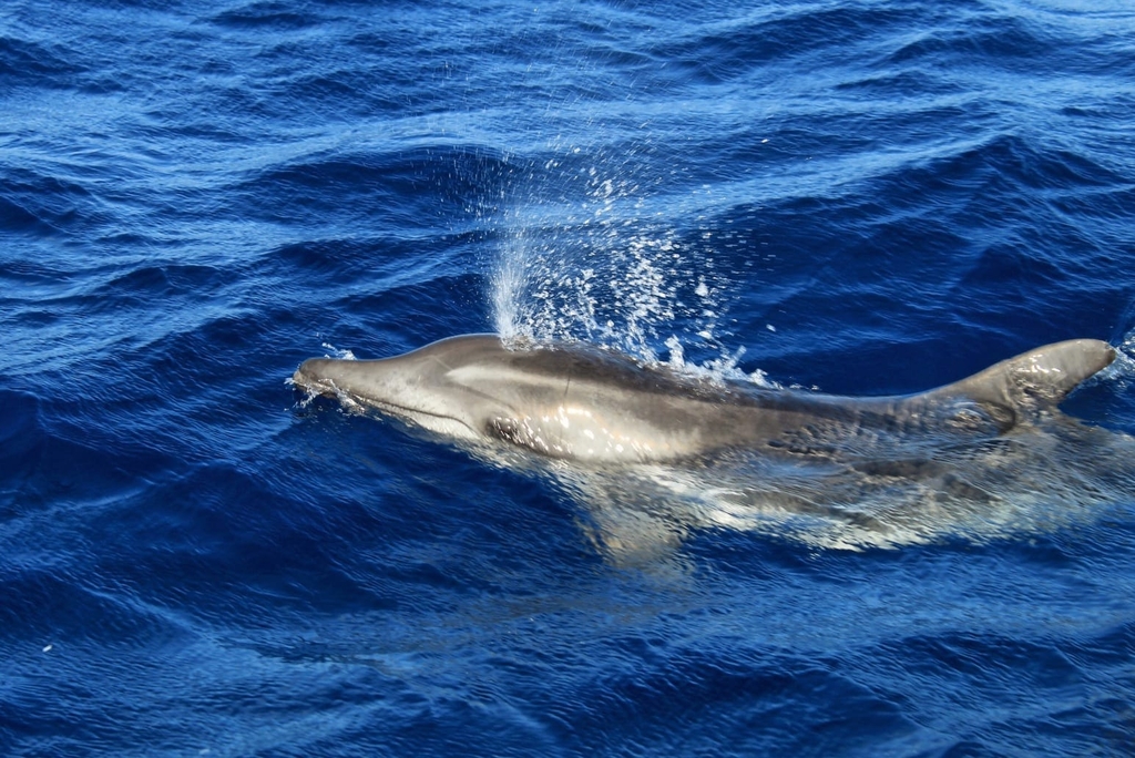 Rough-toothed Dolphin from España on September 3, 2023 at 07:45 PM by ...