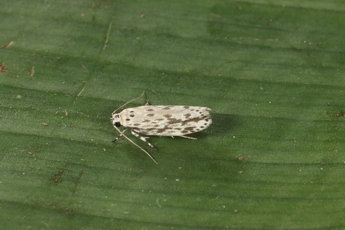 Complex Ethmia catapeltica · iNaturalist