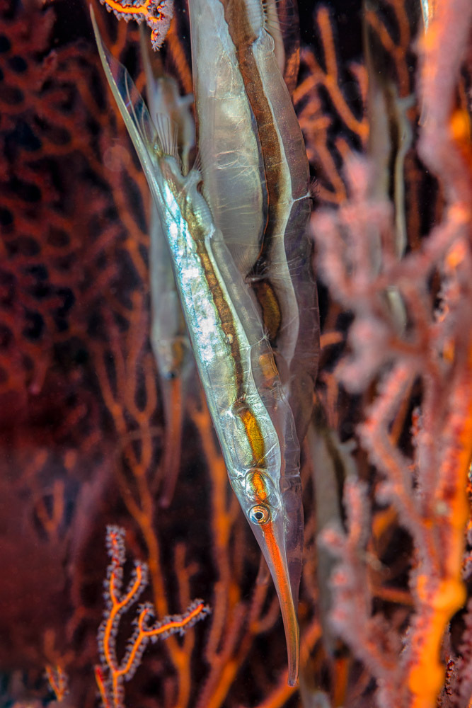 Grooved Razorfish (Ray-finned Fishes of Dauin Philippines) · iNaturalist