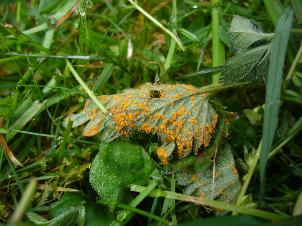 Mock Strawberry Rust from Māngere Bridge, Auckland 2022, New Zealand on ...