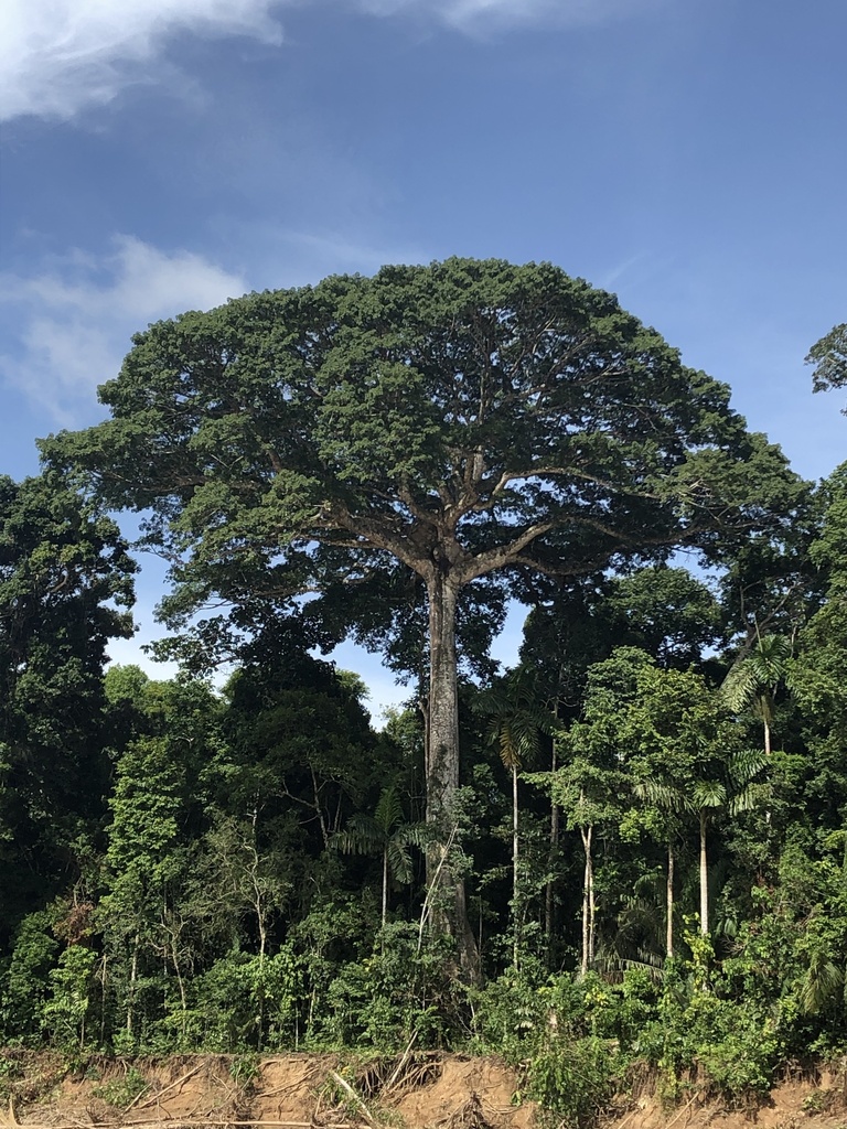 Kapok Tree from Parque Nacional del Manu, Madre de Dios, PE on January ...