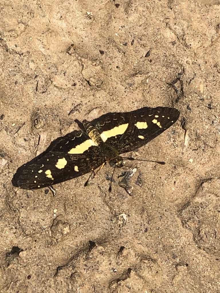 Angusta Crescent from Parque Nacional del Manu, Madre de Dios, PE on ...