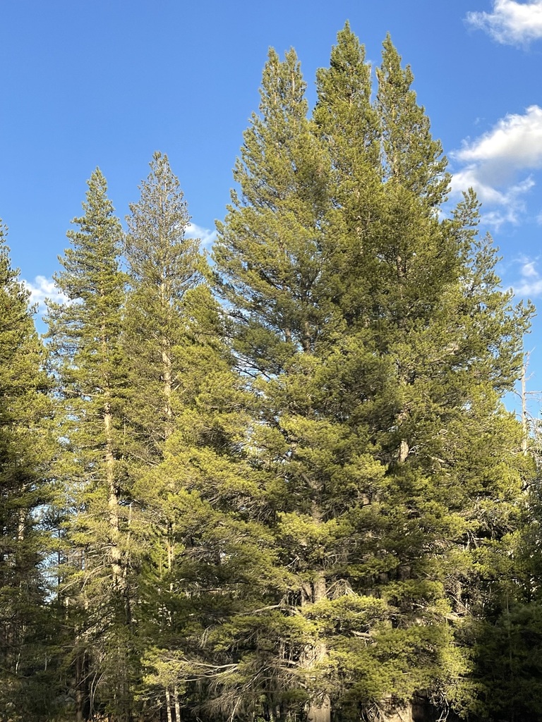 Parry pinyon from Ensenada, B.C., México on August 26, 2023 at 06:24 PM ...