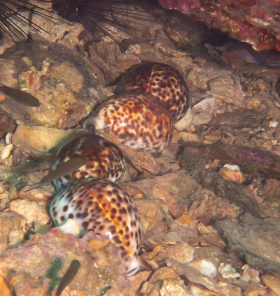 Tiger Cowry from Red Rock, Koh Tao, Thailand on September 11, 2023 at ...
