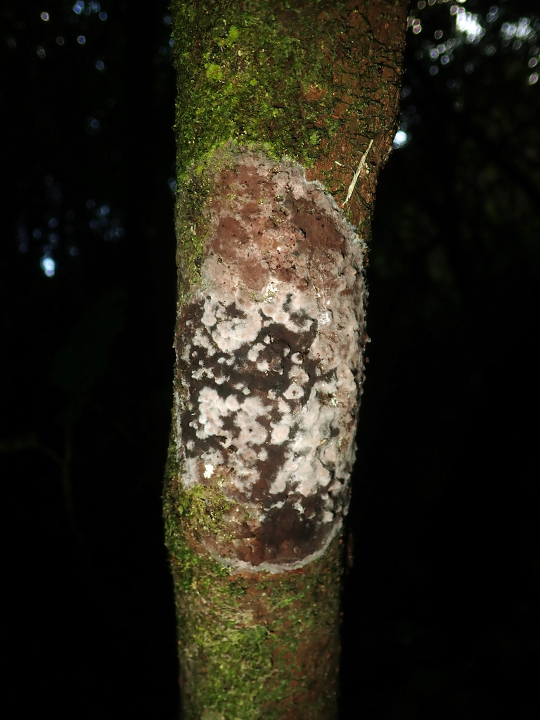 Septobasidium from Karori, Wellington, Nouvelle-Zélande on August 7 ...