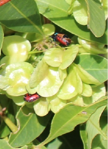 Red Jewel Bug from Greenpoint, Forster NSW 2428, Australia on September ...