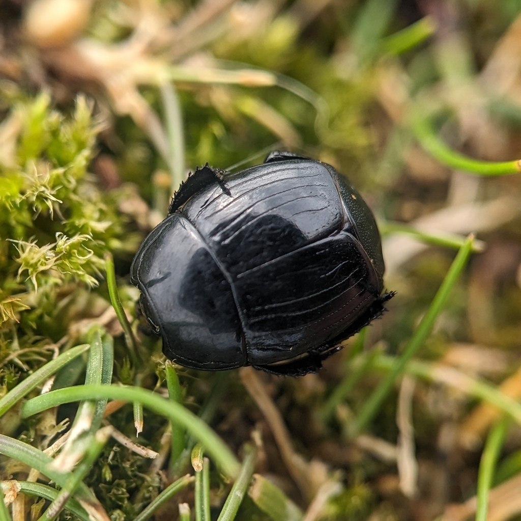 Margarinotus brunneus from Flat Holm Helipad, Unnamed Road CF62 5QS, UK on September 10, 2023 at ...