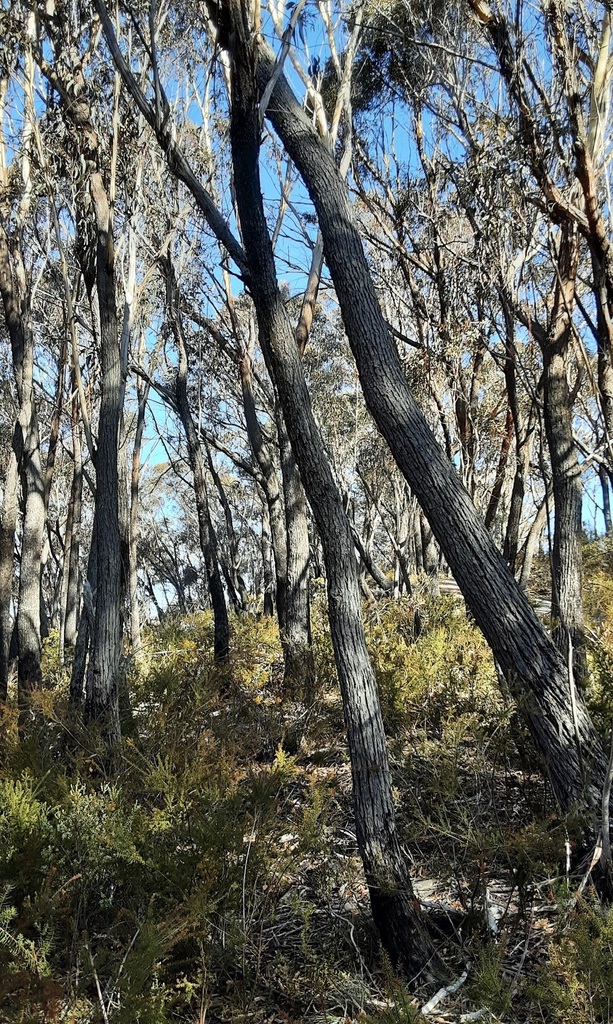 Silvertop Ash from Hassans Walls Reserve, Lithgow NSW 2790, Australia ...