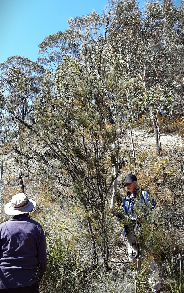 Black sheoak from Hassans Walls Reserve, Lithgow NSW 2790, Australia on ...