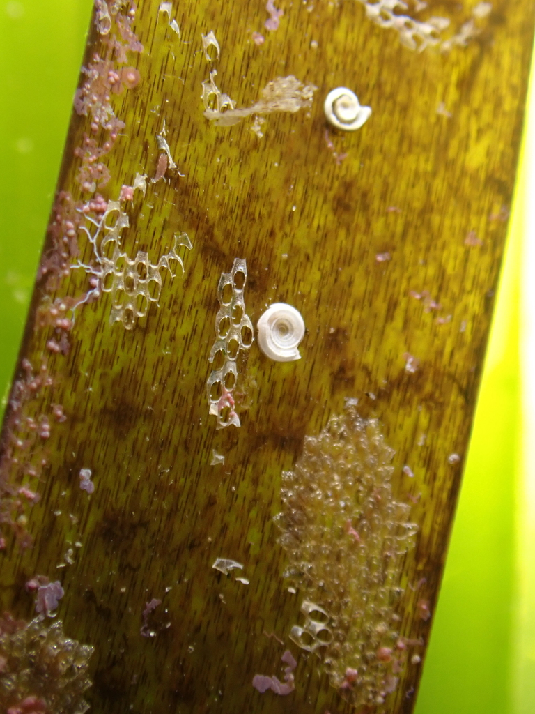 Janua heterostropha from Var, Provence-Alpes-Côte d'Azur, FR on August ...