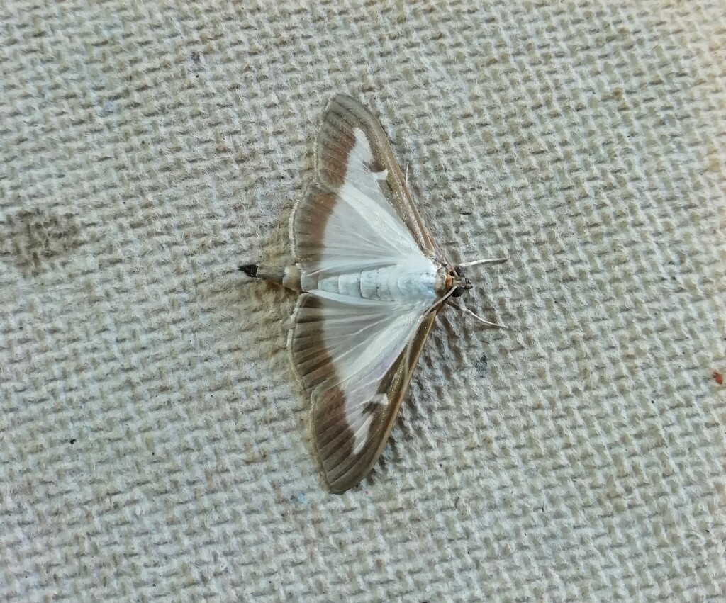 Box Tree Moth from Vacarisses, Barcelona (ES) on June 22, 2021 at 08:57 ...