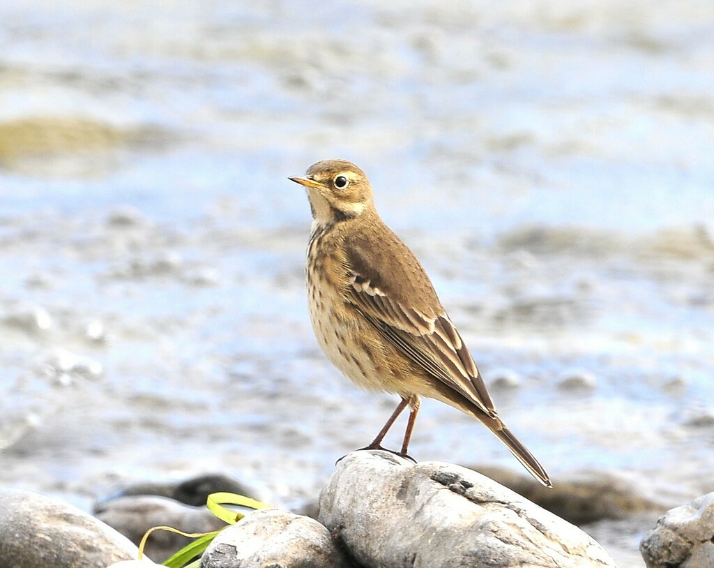 American Pipit from Lennox and Addington County, ON, Canada on ...