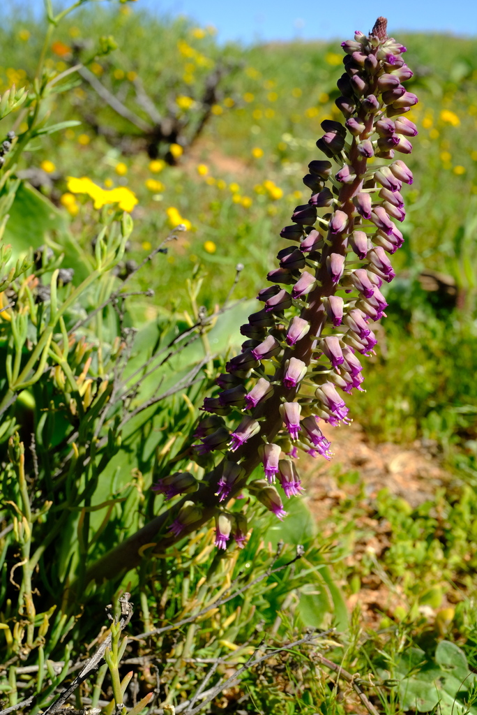 Karoo Viooltjie in August 2023 by Nick Helme · iNaturalist