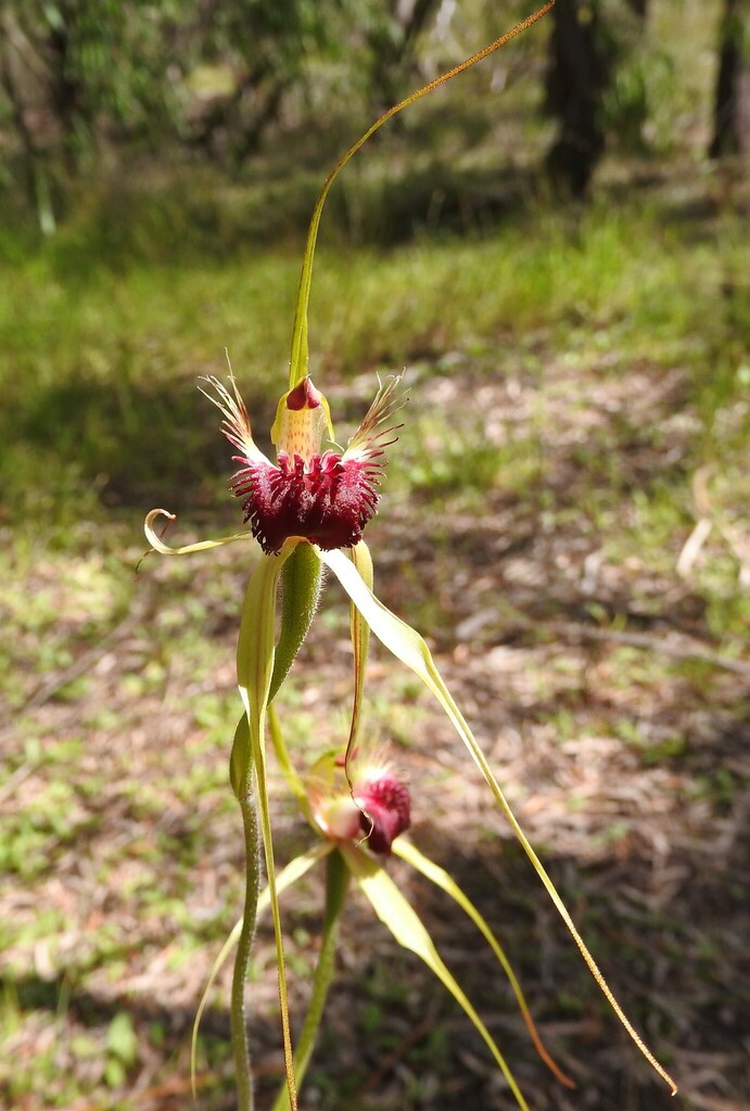 Grand spider orchid in September 2021 by ramcad1 · iNaturalist