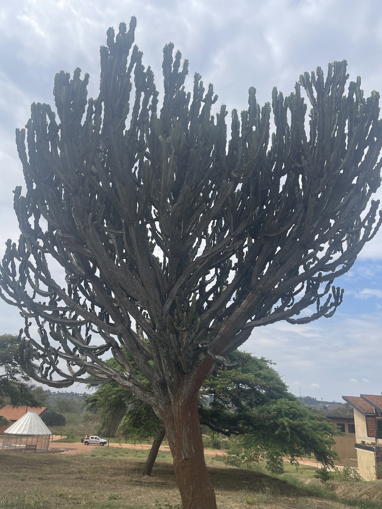 Angola Tree-Euphorbia from Bugesera, RW on September 11, 2023 at 02:11 ...