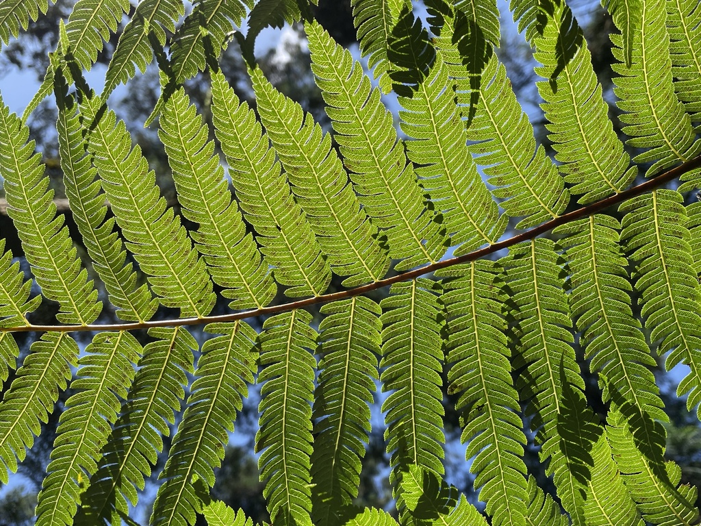 Alsophila spinulosa from 台灣新北市 on September 11, 2023 at 09:51 AM by W ...