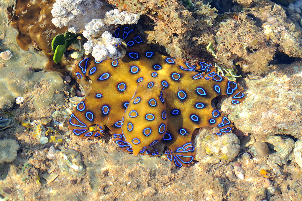 Blue-ringed Octopuses from Port Hedland on September 3, 2023 at 07:30 ...