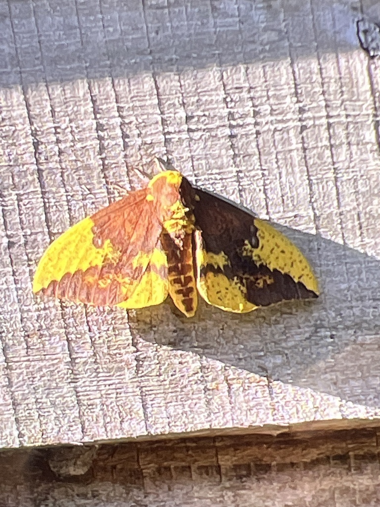 Imperial Moth from E Southport Rd, Kissimmee, FL, US on September 11 ...