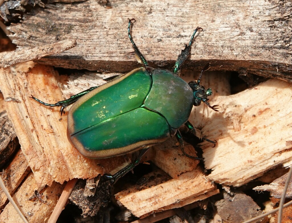 Figeater Beetle from Huntington Beach, CA, USA on September 10, 2023 at ...