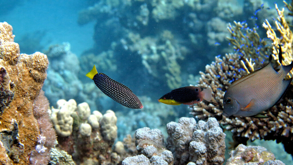Yellowtail Wrasse from Marsa Alam, Red Sea Governorate, Ägypten on June ...